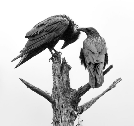 Todd Pickering | Art at Sonoma State University